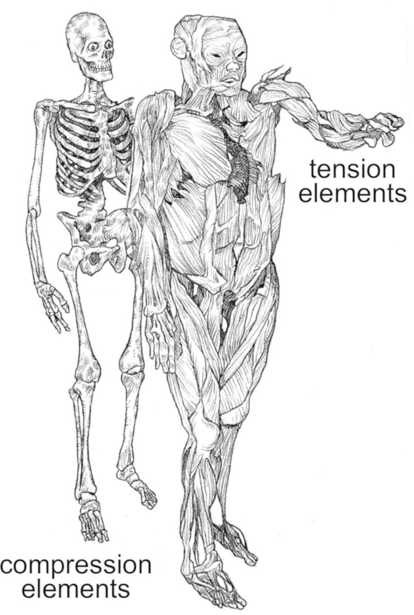 Tensegrity with Yoga - Yoga Path